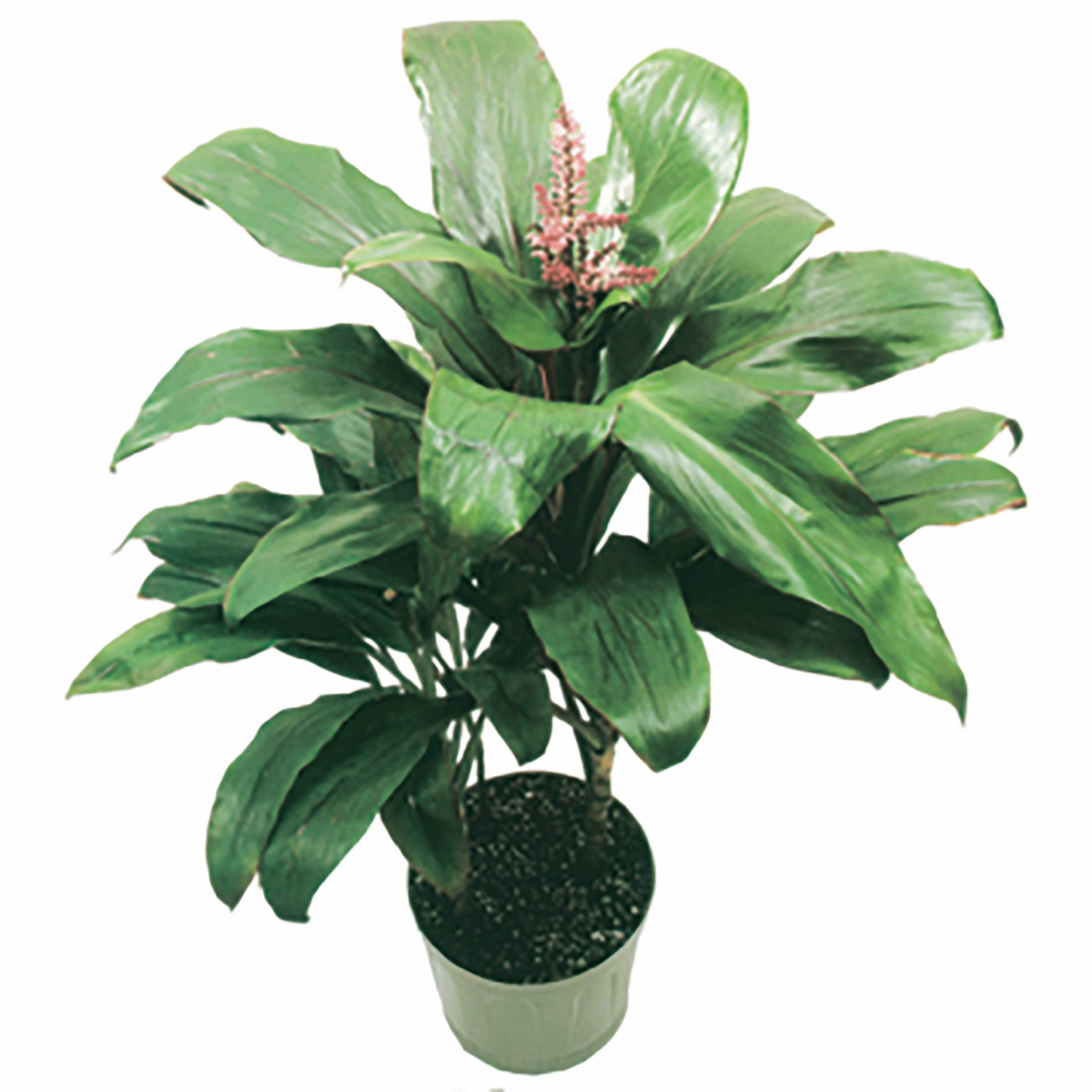 Hawaiian Ti Plant Starter 3-Pack | Carol Wright